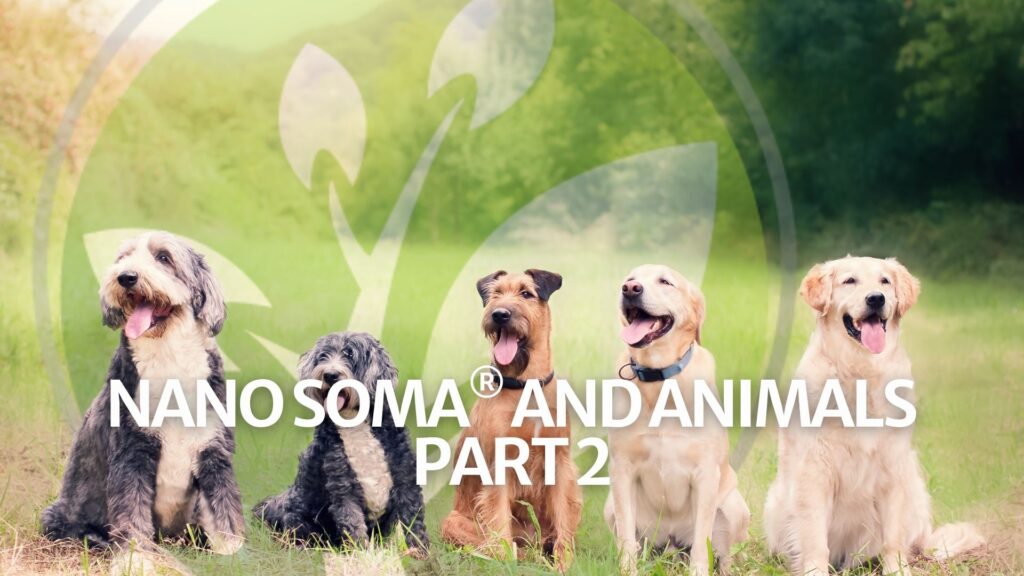 NANO SOMA® and Animals Part 2 – NANOSOMA.COM
